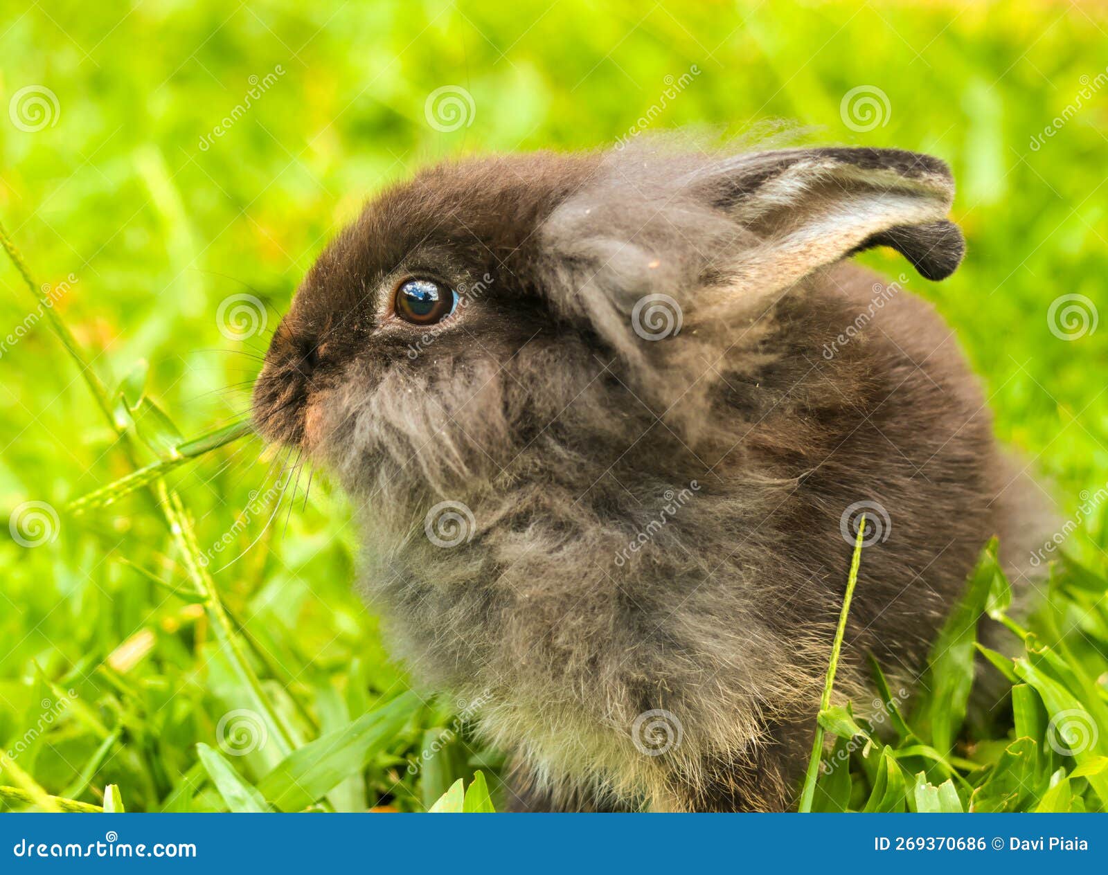 Dairy Cows Feeding, Confined Cattle Stock Photo - Image of cows, cattle ...