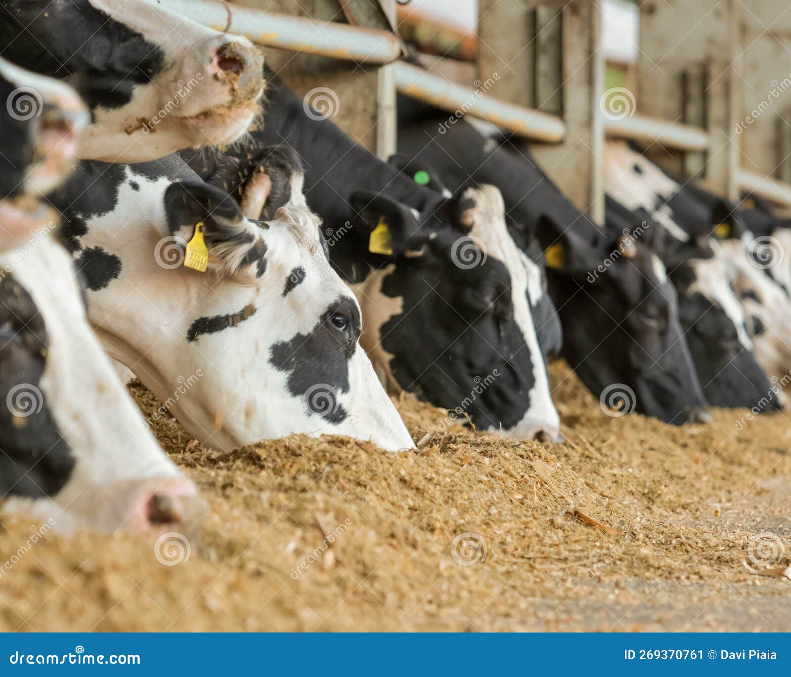 Dairy Cows Feeding, Confined Cattle Stock Image - Image of confined ...