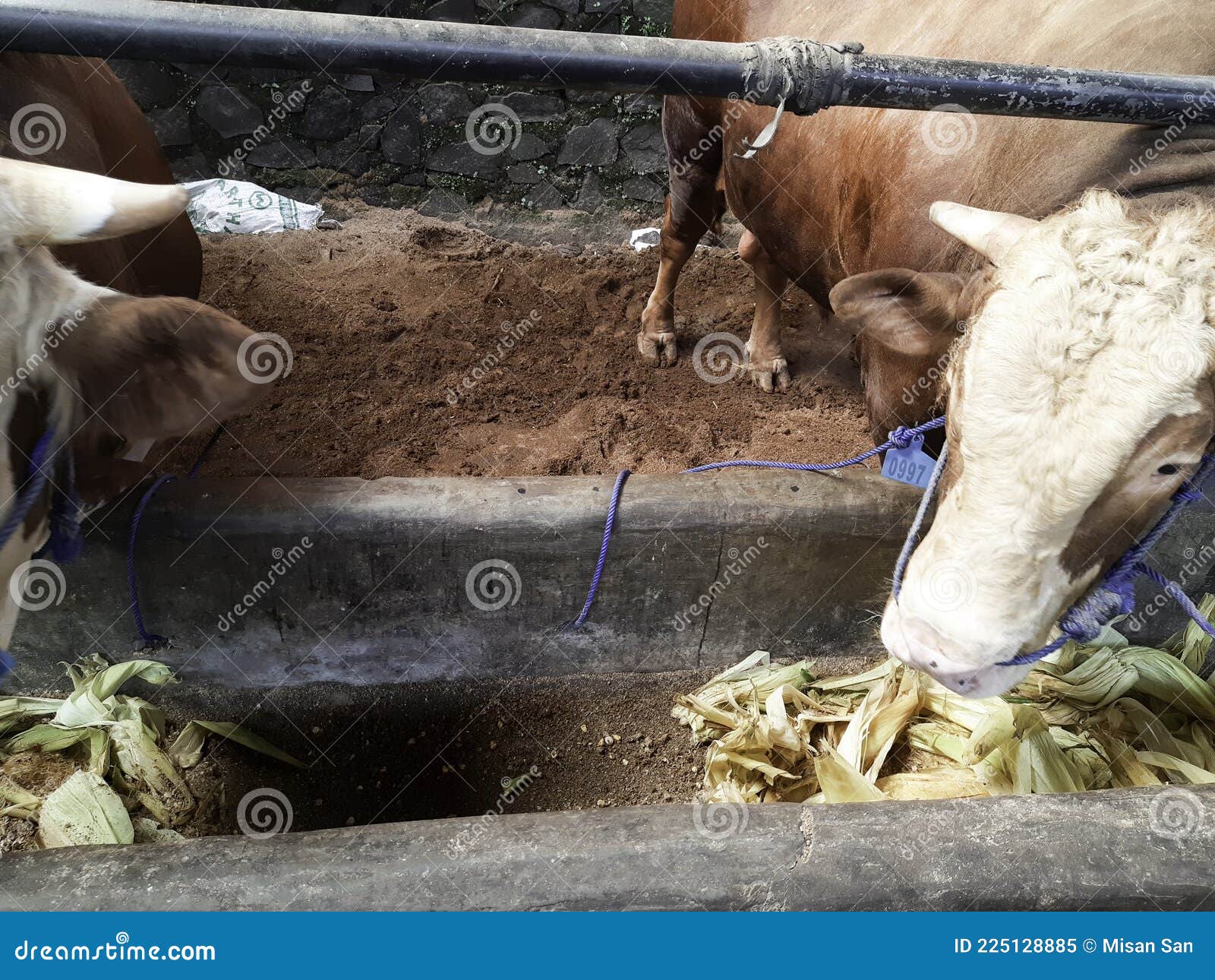 Dairy Cows Feeding in a Free Livestock Stall. Cattle in the Open Stall ...
