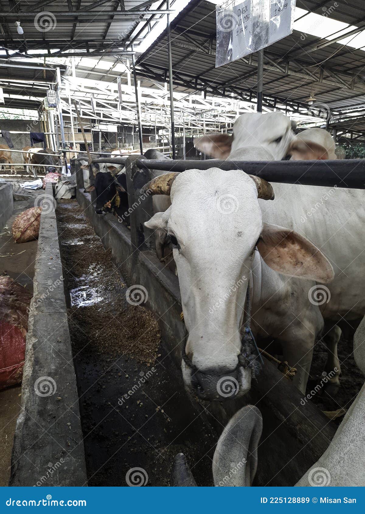 Dairy Cows Feeding in a Free Livestock Stall. Cattle in the Open Stall ...
