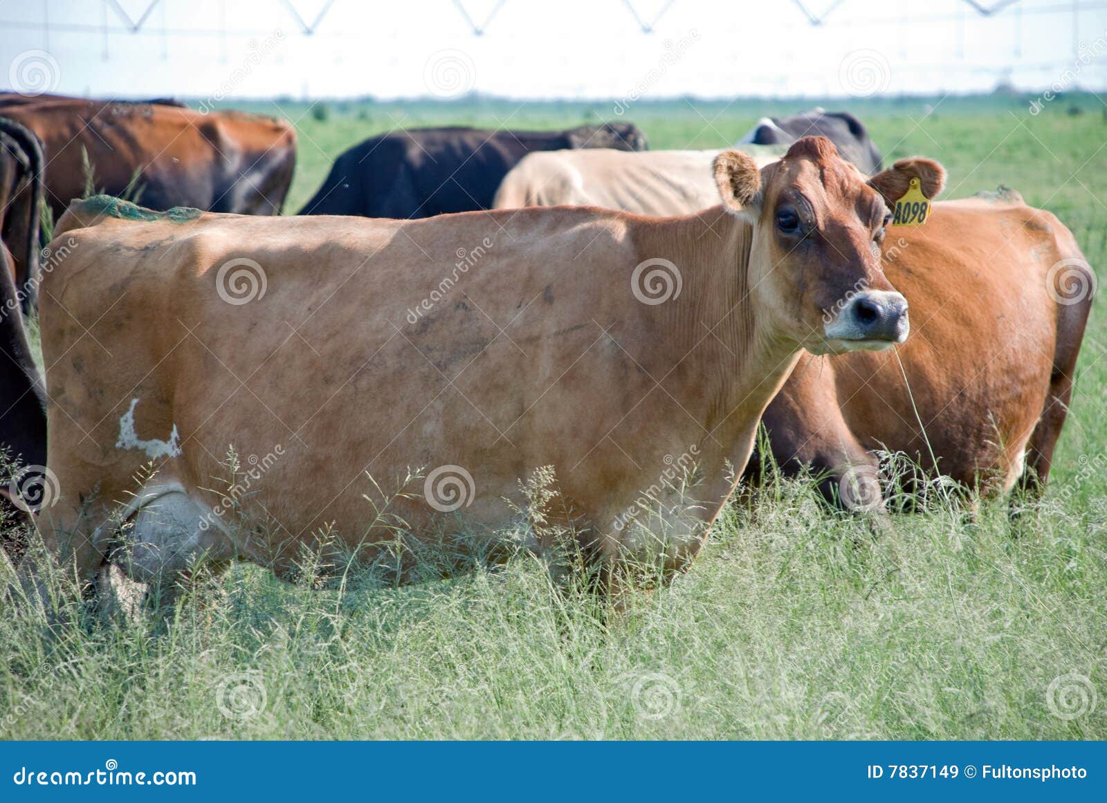 Dairy cows in field stock image. Image of green, looking - 7837149