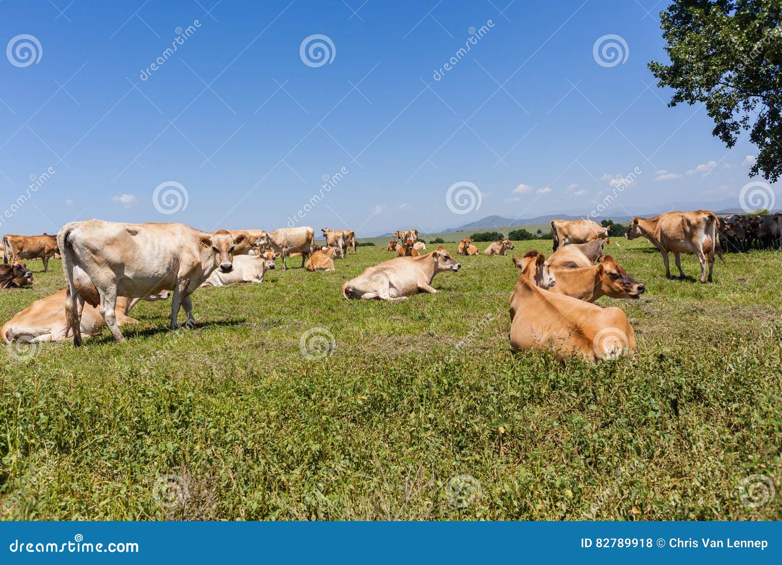 Dairy Cows Field stock photo. Image of meadows, dairy - 82789918