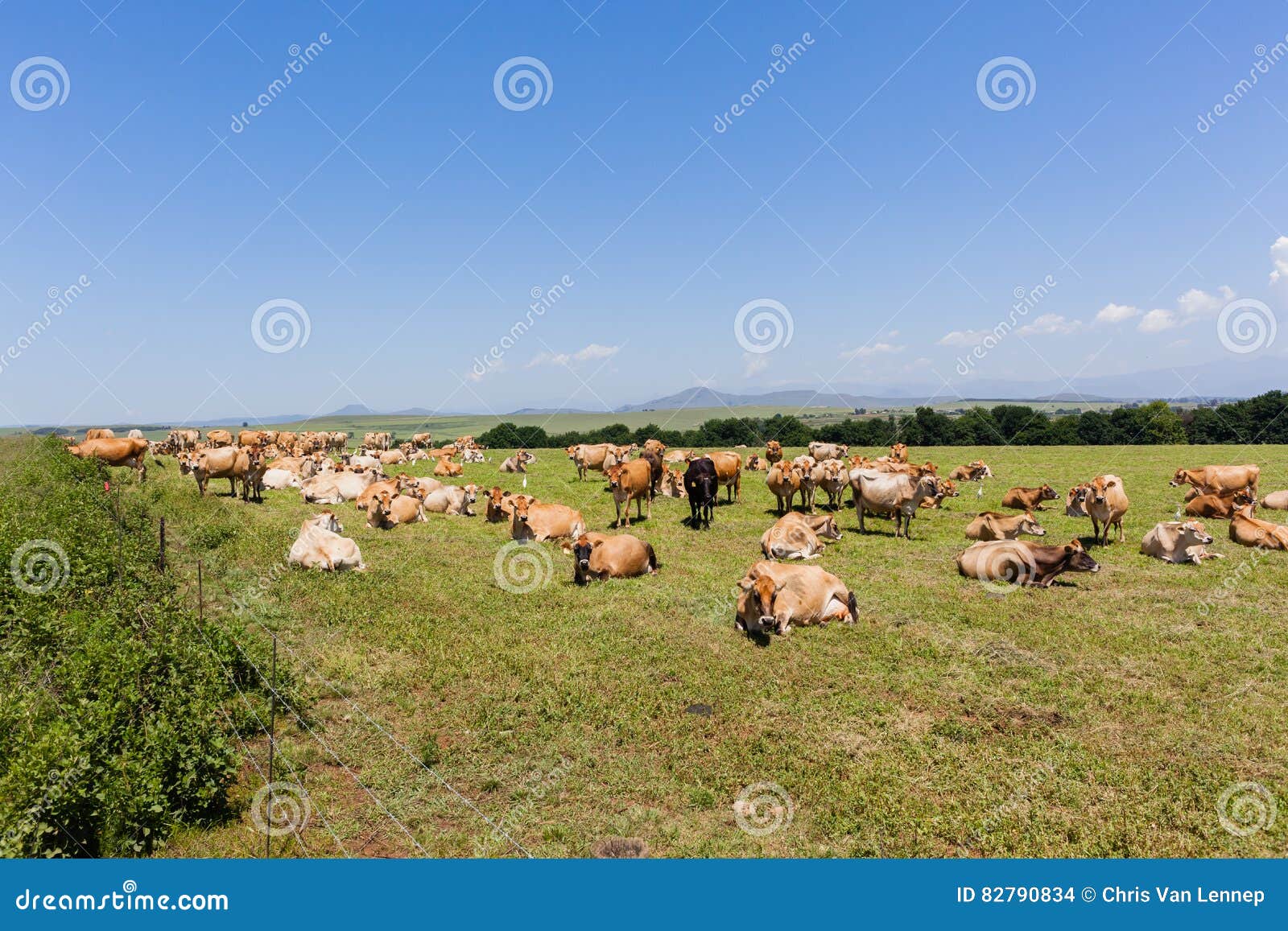 Dairy Cows Field stock photo. Image of dairy, pastures - 82790834