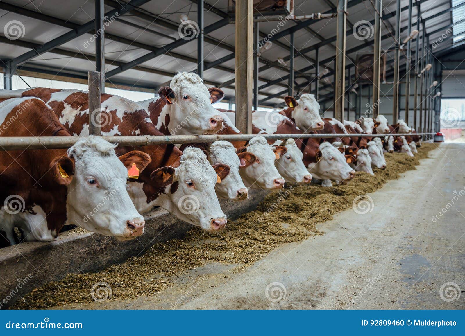 Dairy Cows in a Free Livestock Stall Stock Photo - Image of industrial ...