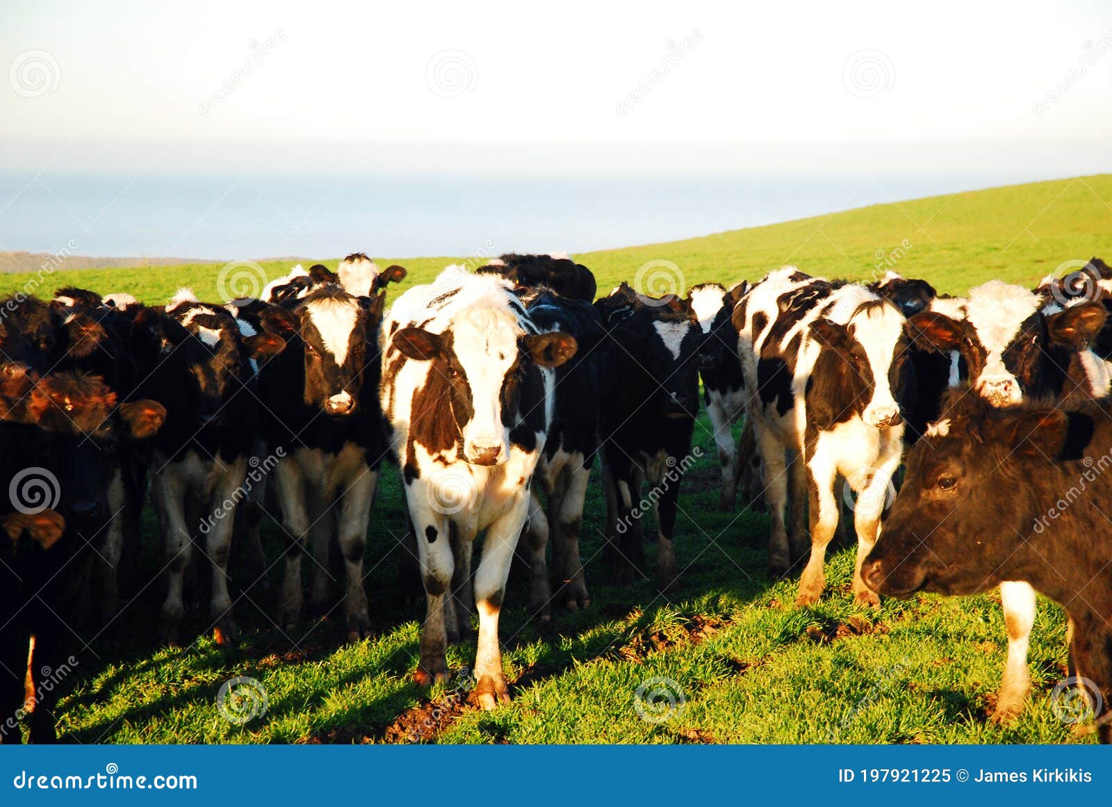Dairy Cows Gather in a Gang on a Farm Stock Image - Image of black ...