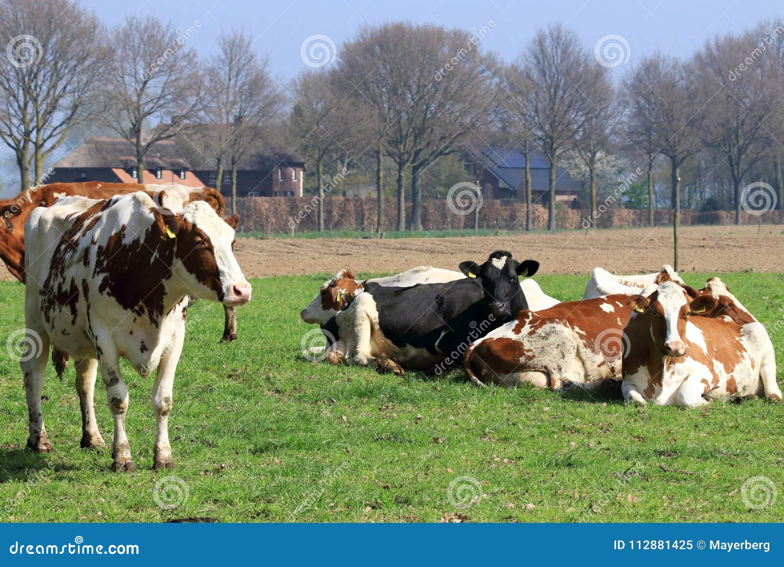 Dairy Cows Graze in the Meadow Stock Image - Image of horn, agriculture ...