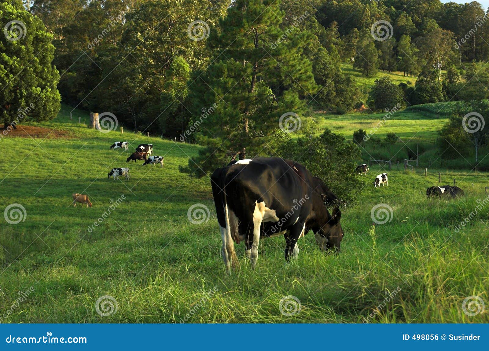 Dairy Cows Grazing stock photo. Image of lush, animals - 498056