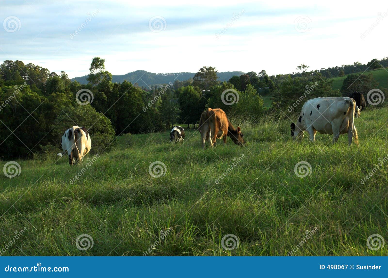 Dairy Cows Grazing stock image. Image of grazing, vegetarian - 498067