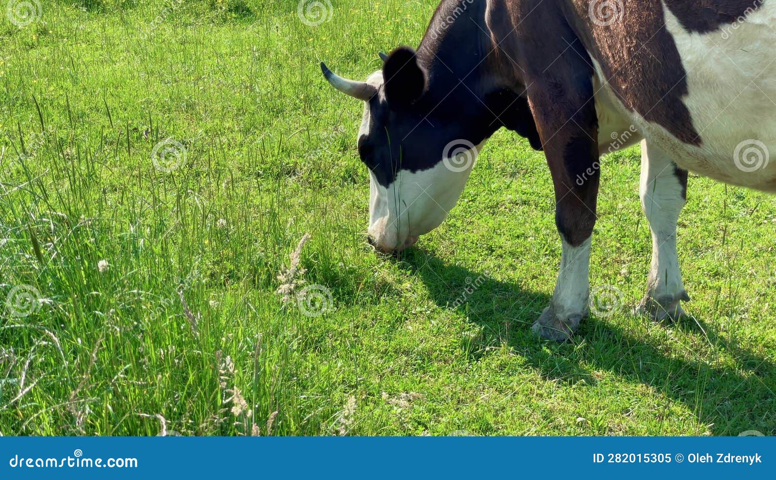 Dairy Cows Grazing on Green Grass in Spring, in Ukraine Stock Image ...