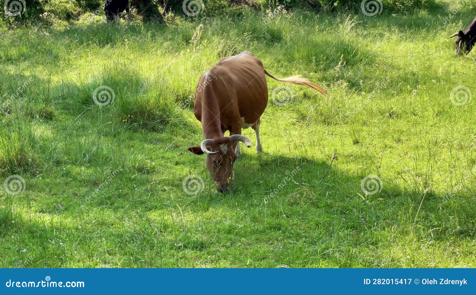 Dairy Cows Grazing on Green Grass in Spring, in Ukraine Stock Image ...