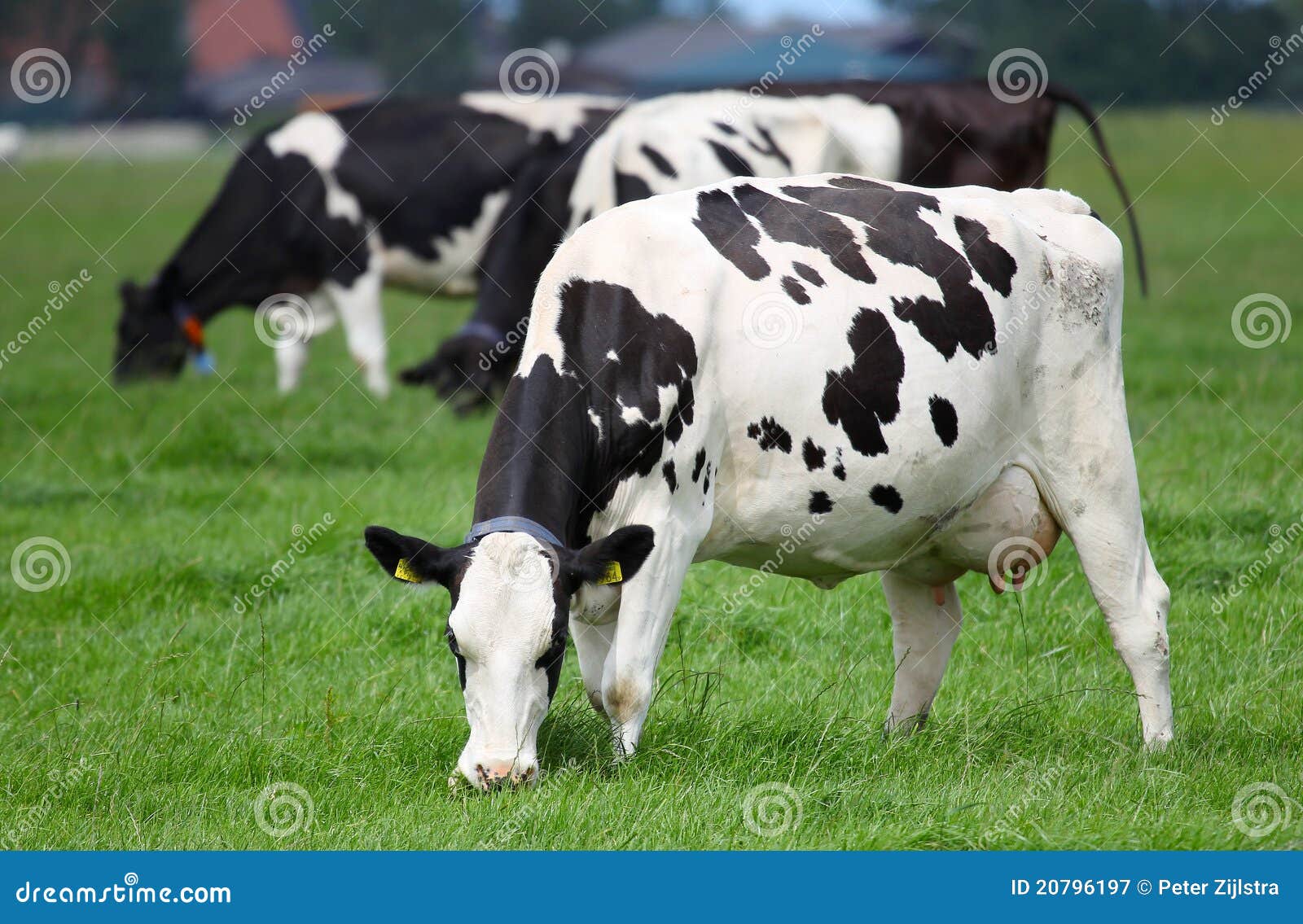 Dairy Cows Grazing on a Pasture Stock Image - Image of mammal, farm ...