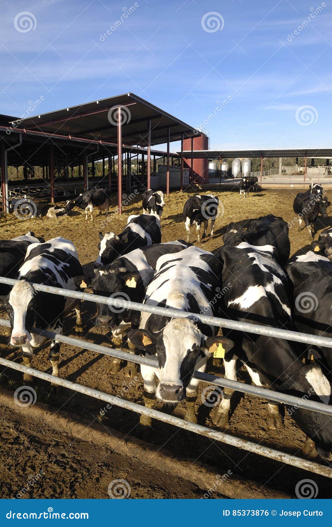 Dairy cows stock photo. Image of agriculture, group, camera - 85373876