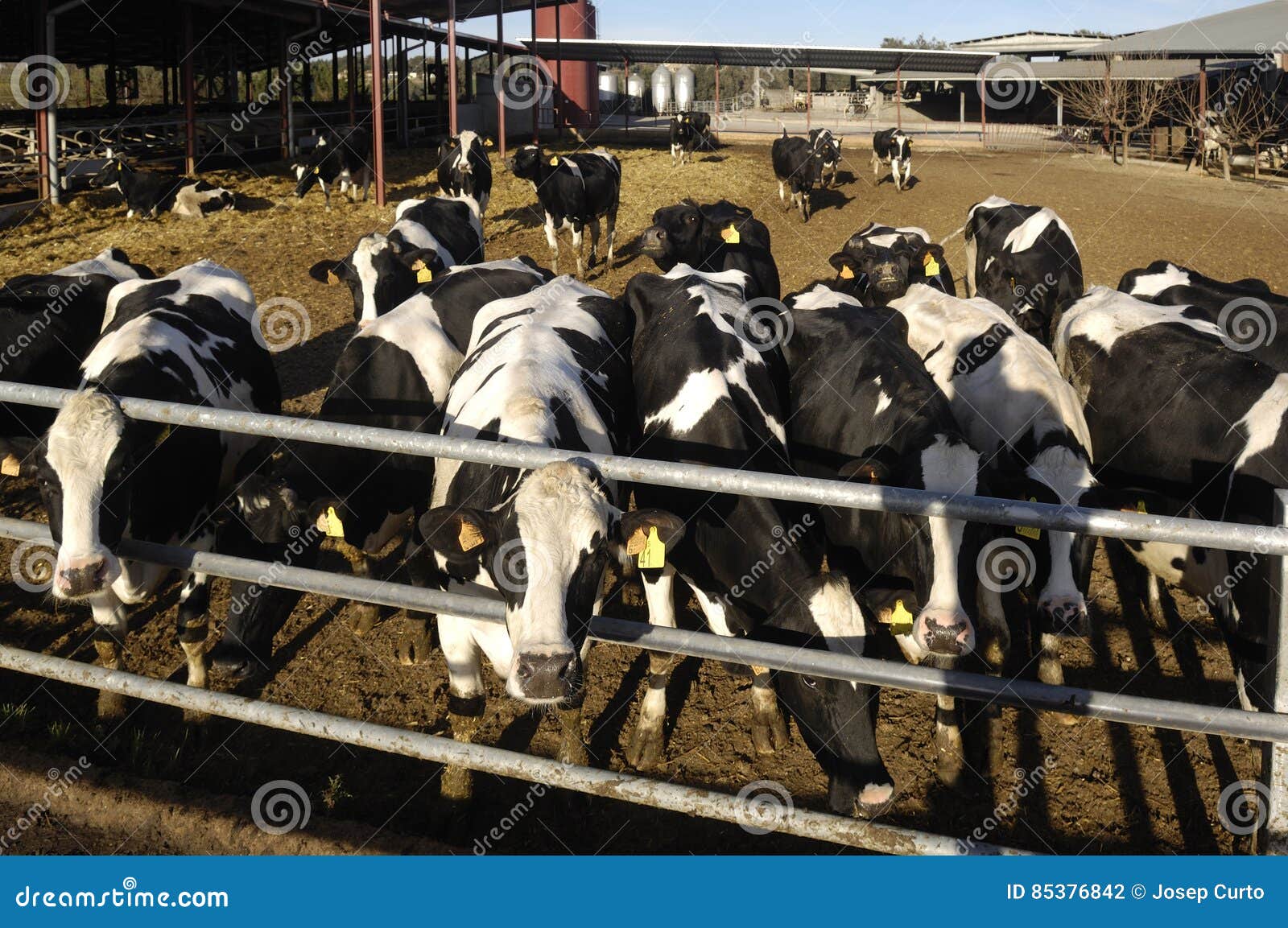 Dairy cows stock photo. Image of agriculture, inside - 85376842