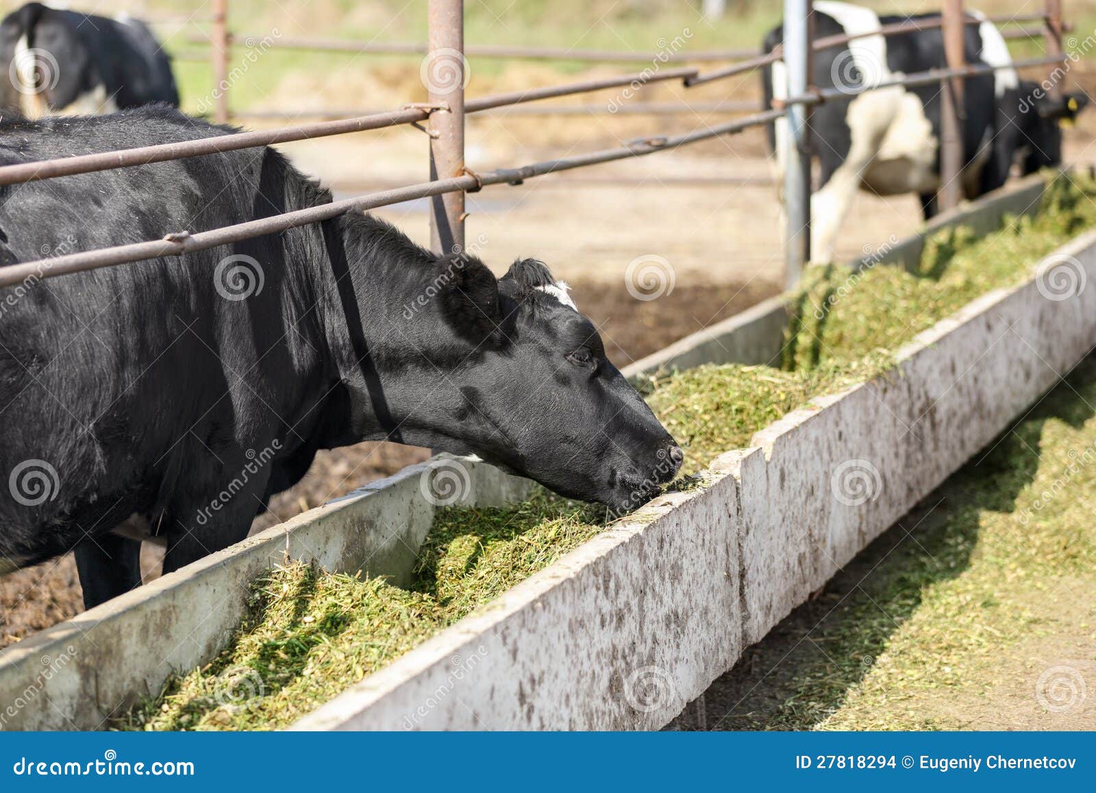 The Dairy Cows Life in a Farm Stock Photo - Image of crop, calf: 27818294