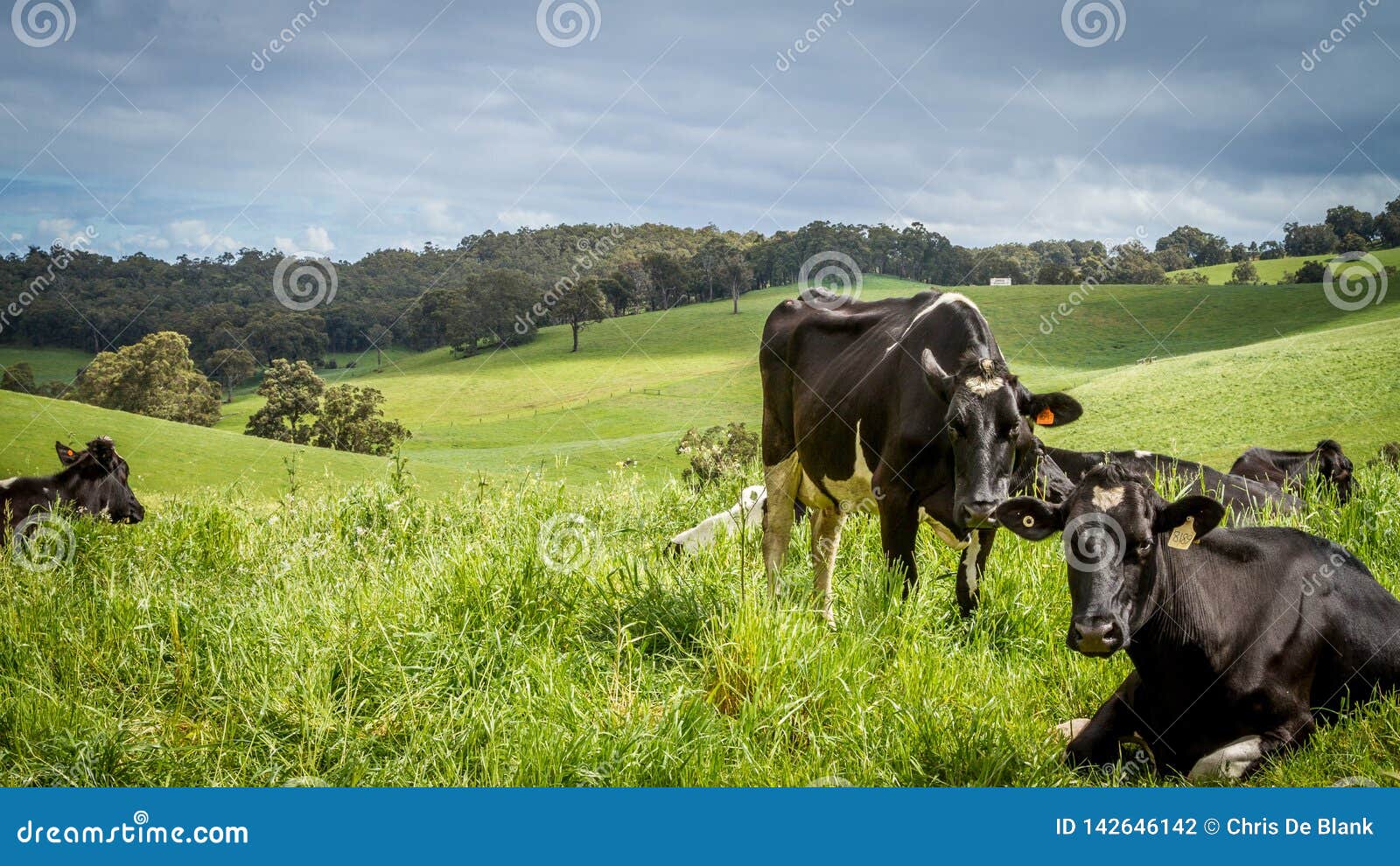 Dairy Cows in Lush Green Paddock Stock Photo - Image of field, cattle ...
