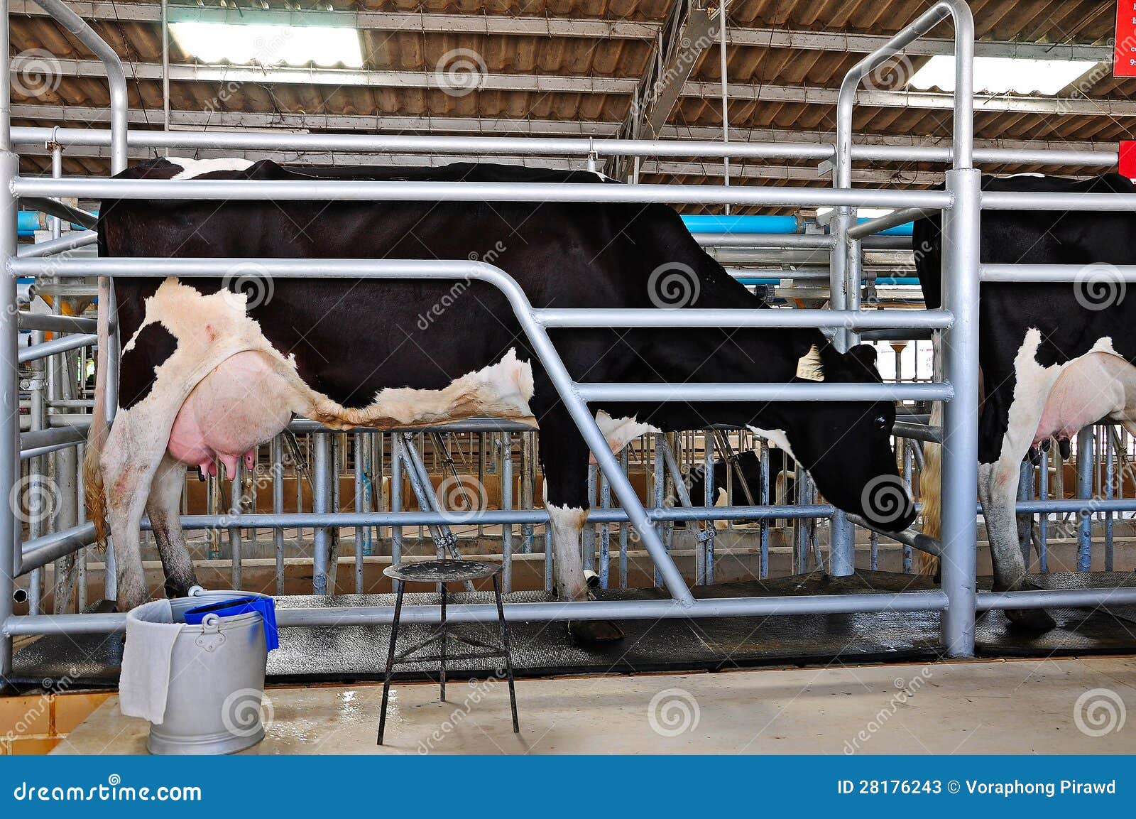 Dairy cows for milking stock image. Image of meat, breast - 28176243