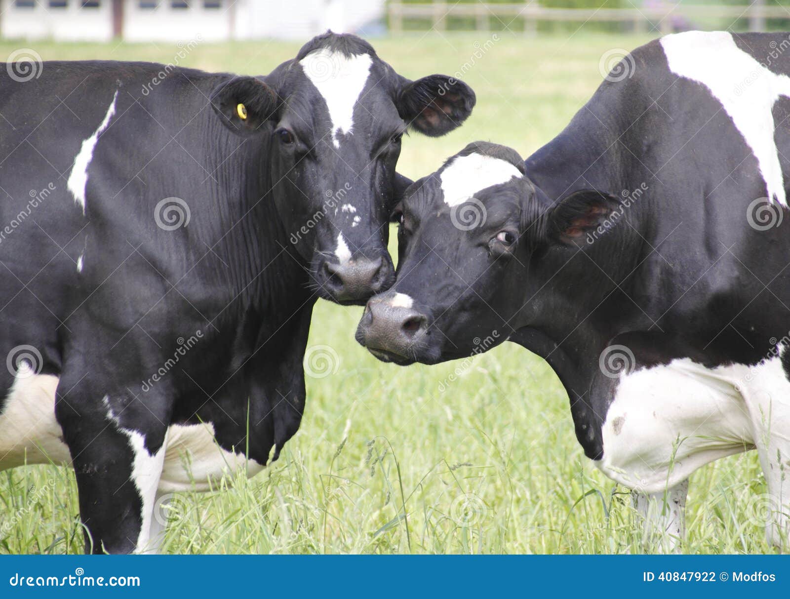 Dairy Cows Nuzzle stock photo. Image of handsome, milk - 40847922
