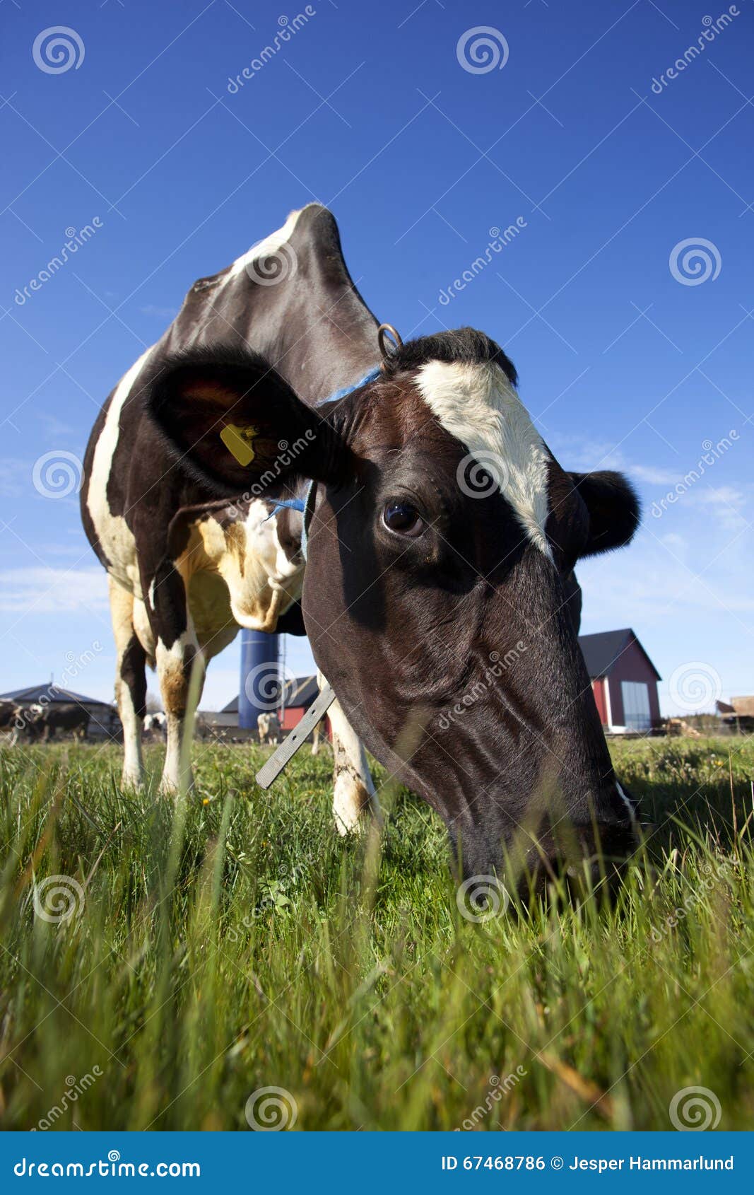 Dairy Cows Outside Eating Grass during Summer Stock Photo - Image of ...