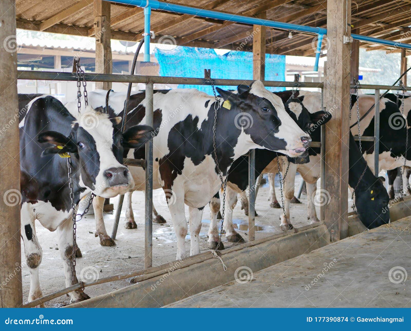 Dairy Cows Raised in a Farm Stock Photo - Image of nature, cattle ...