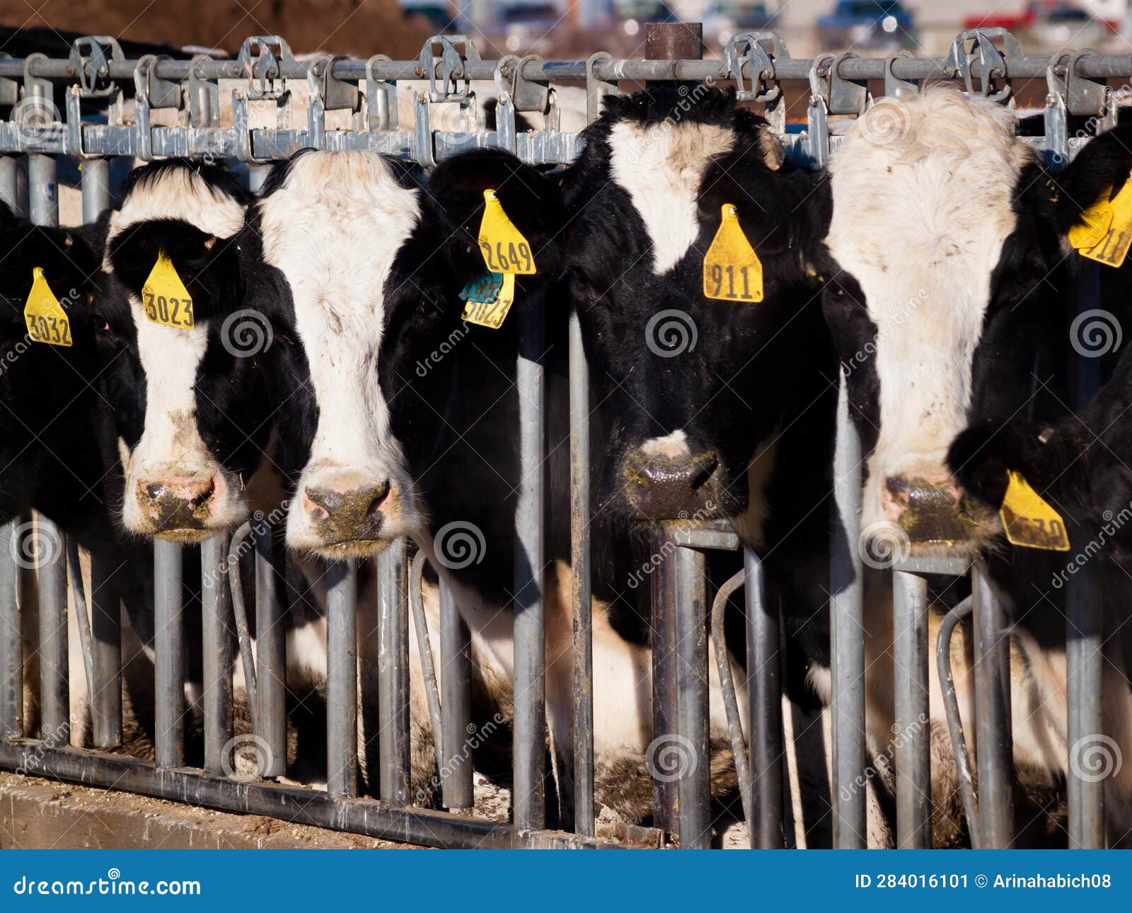 Dairy cows editorial photo. Image of dairy, montrose - 284016101