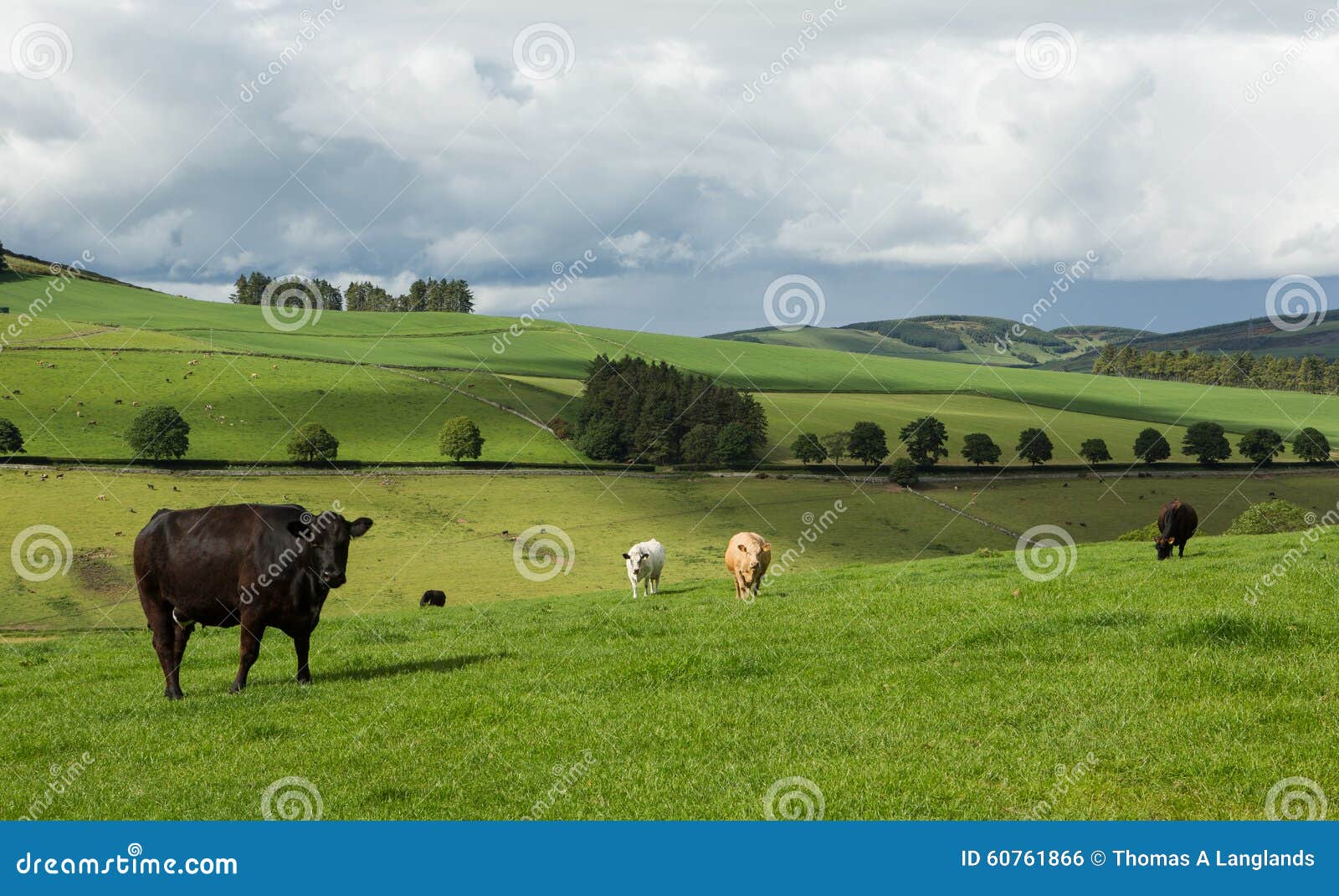 Dairy Cows in a Scottish Landscape Stock Photo - Image of scottish ...