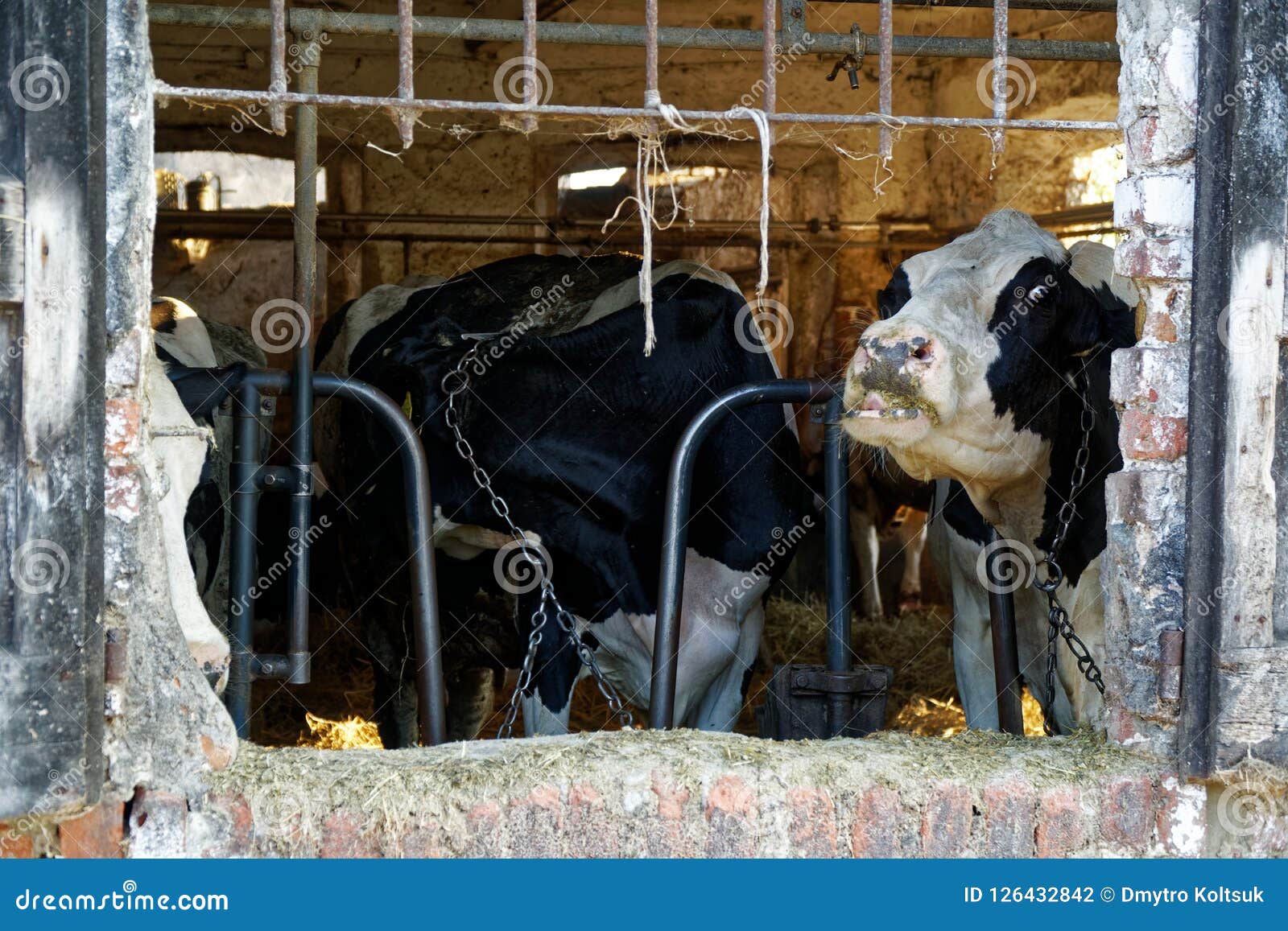 Dairy Cows in the Stable, Animals Theme Stock Photo - Image of mammal ...
