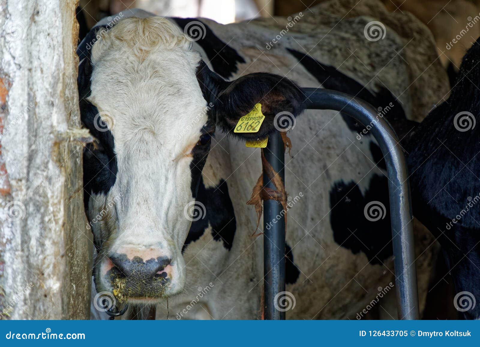 Dairy Cows in the Stable, Animals Theme Stock Image - Image of animals ...