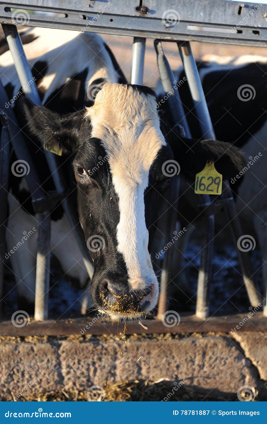 Dairy Cows in a Stable on a Farm Editorial Photography - Image of cages ...