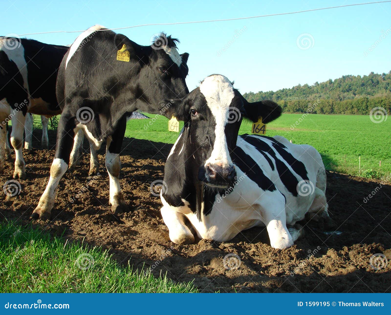 Dairy Cows In A Cheese Making Rancho At Ojos Negros, Mexico Royalty ...