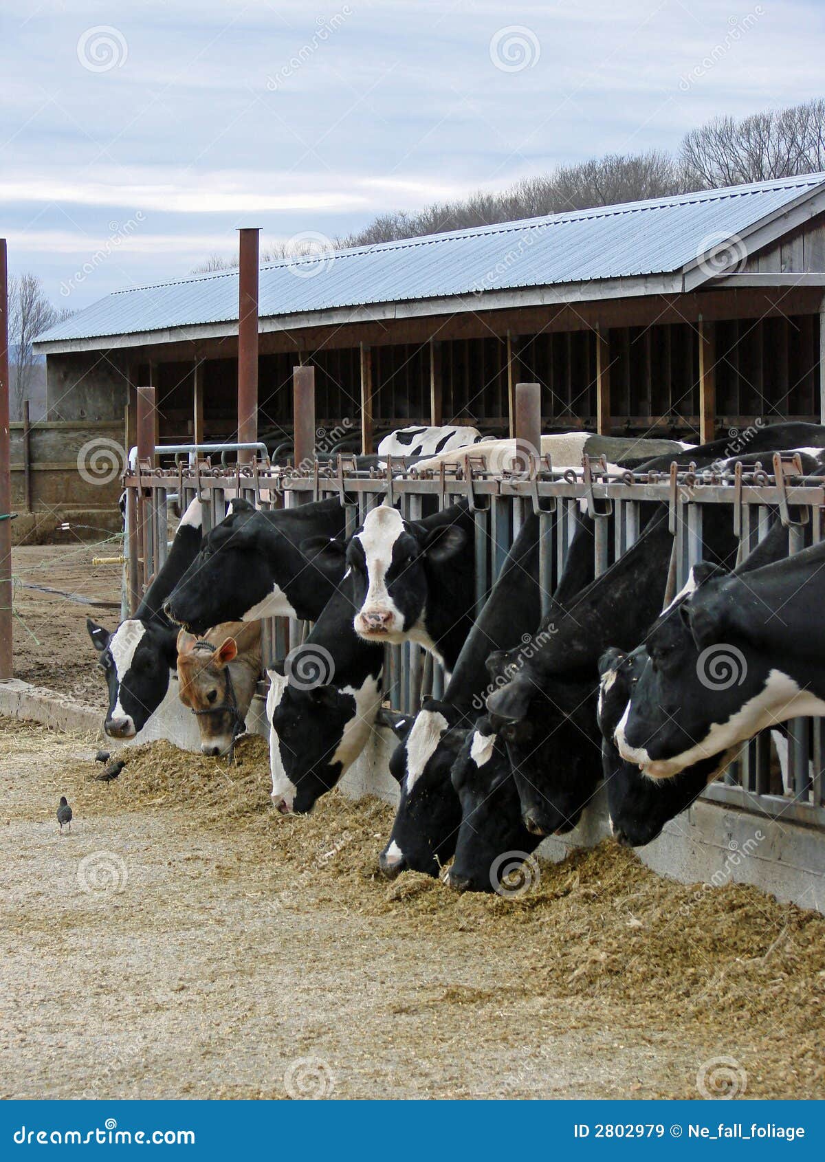 Dairy Farm stock image. Image of curious, nose, dairy - 2802979