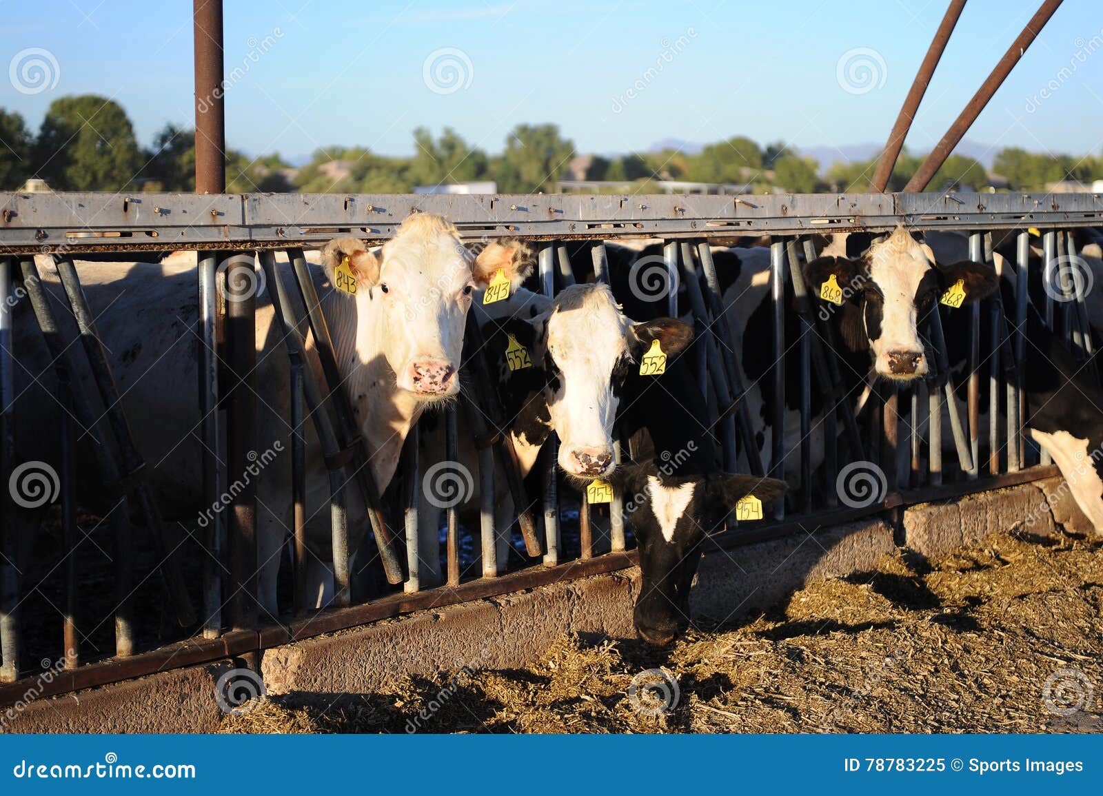 Dairy Farm Cows Feeding at Sunset Editorial Image - Image of midwest ...