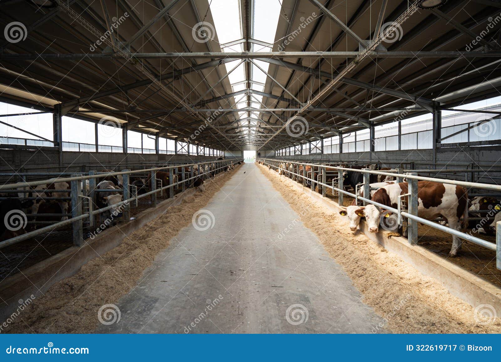 Dairy Farm Cows Indoor in the Shed Stock Image - Image of modern ...