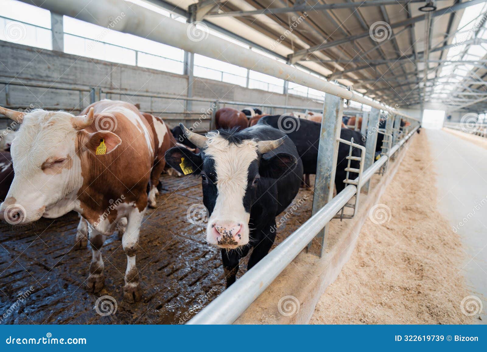 Dairy Farm Cows Indoor in the Shed Stock Image - Image of dairy, beef ...
