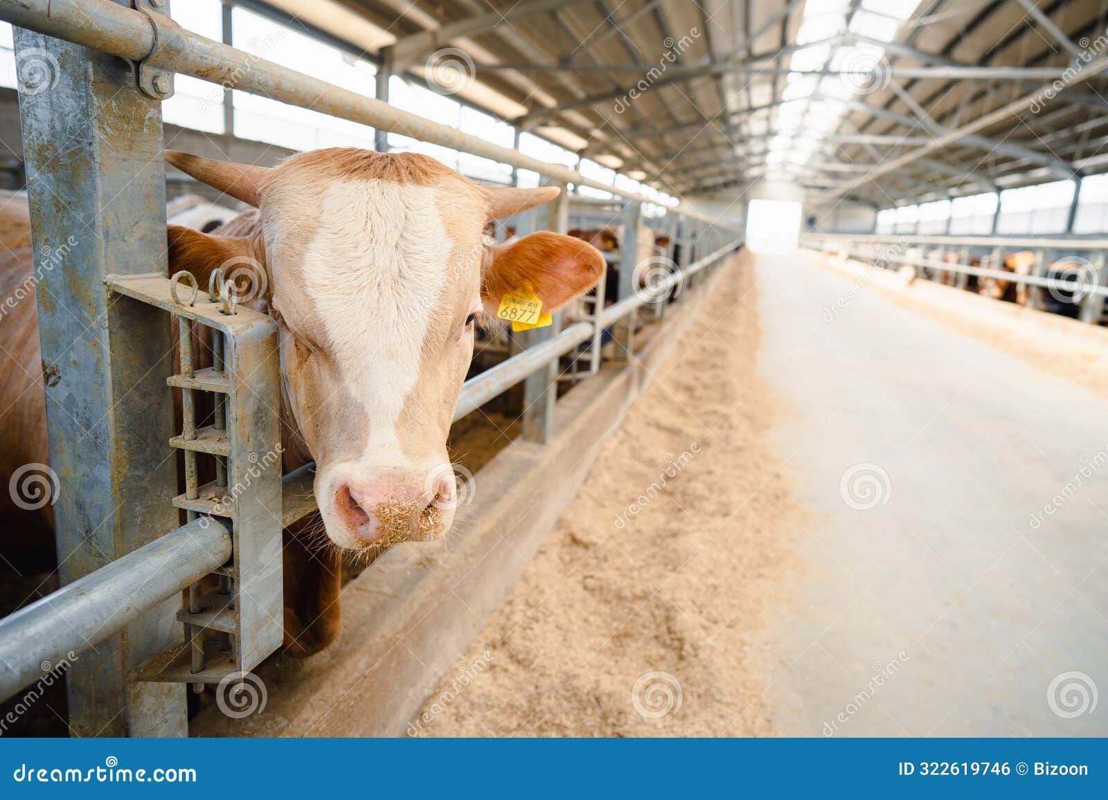 Dairy Farm Cows Indoor in the Shed Stock Photo - Image of herd, ranch ...