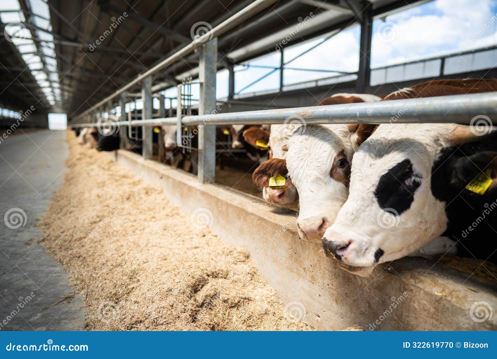 Dairy Farm Cows Indoor in the Shed Stock Photo - Image of animals ...