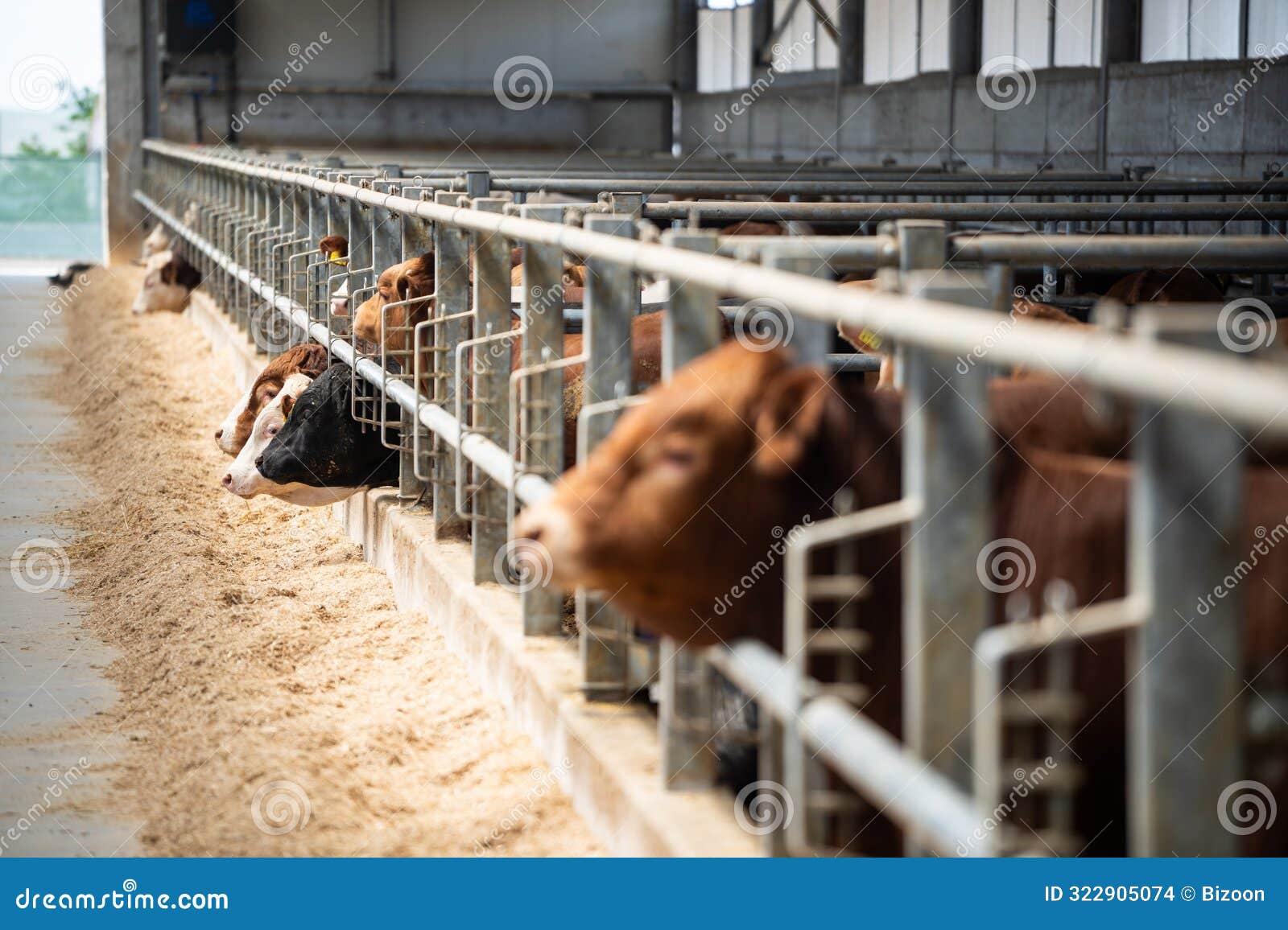 Dairy Farm Cows Indoor in the Shed Stock Photo - Image of agriculture ...