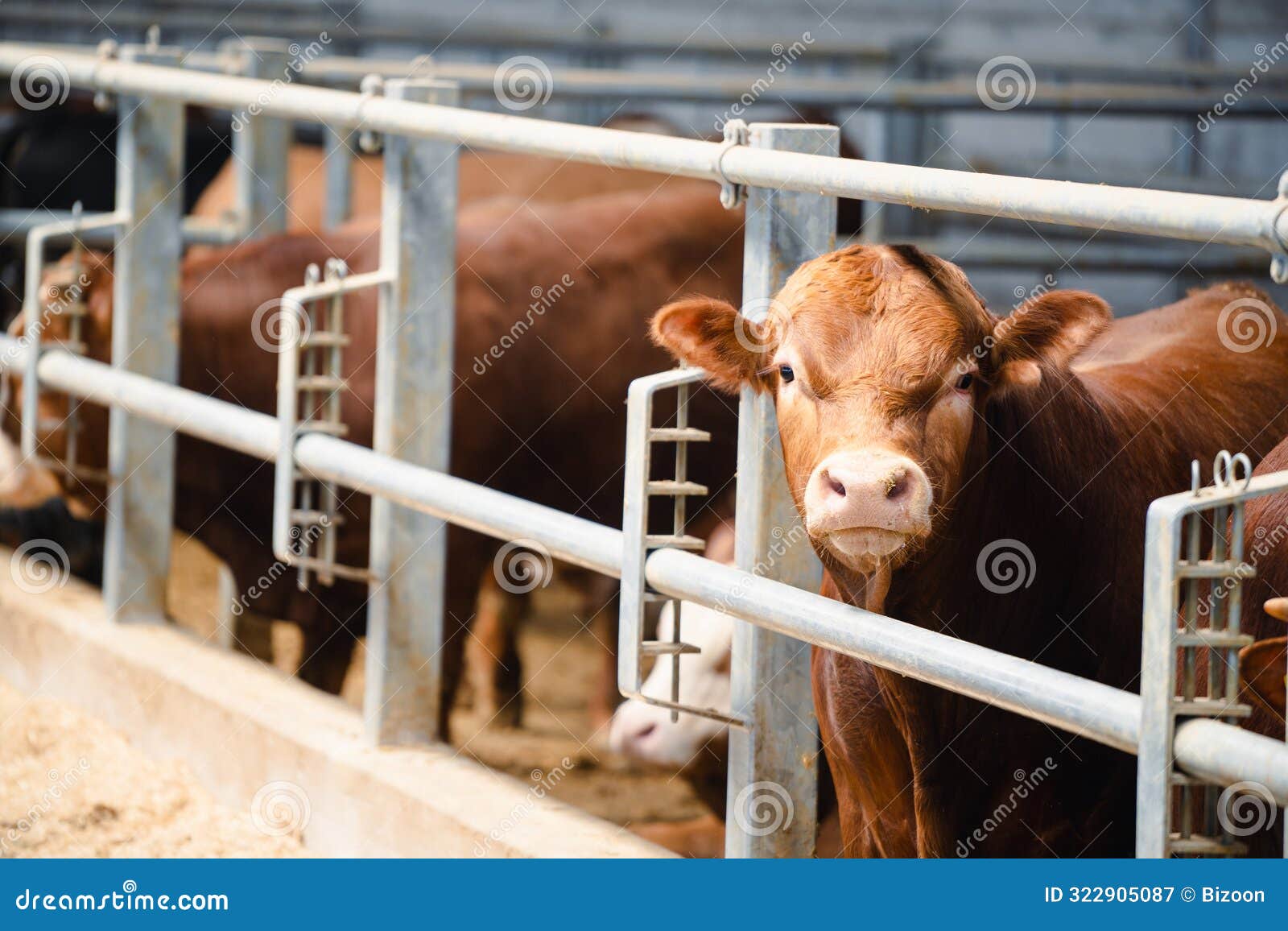 Dairy Farm Cows Indoor in the Shed Stock Image - Image of beef ...