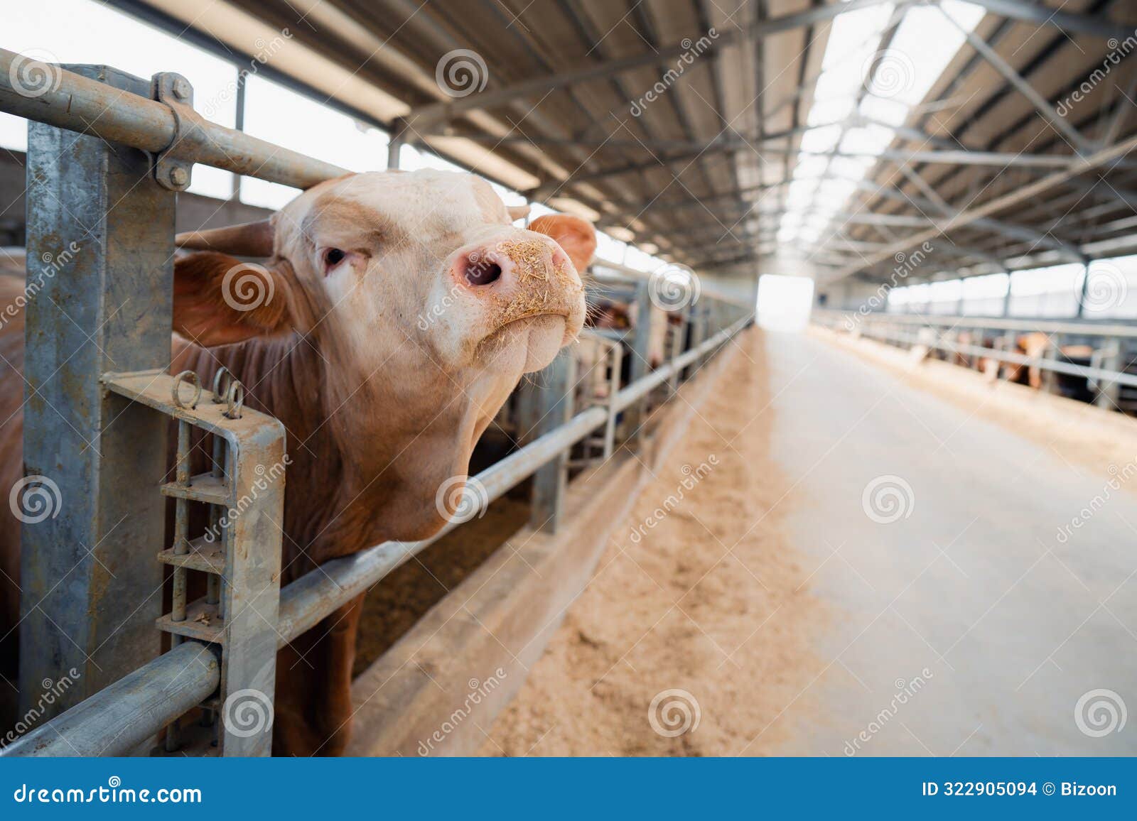Dairy Farm Cows Indoor in the Shed Stock Photo - Image of cattle, ranch ...