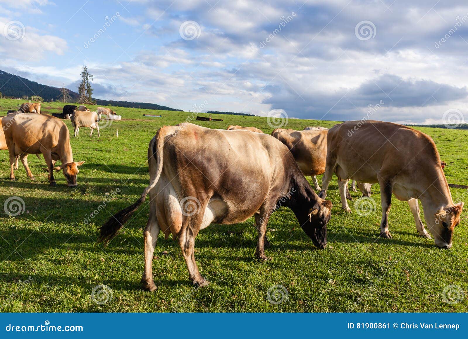 Cows Landscape Royalty-Free Stock Photography | CartoonDealer.com #30577409