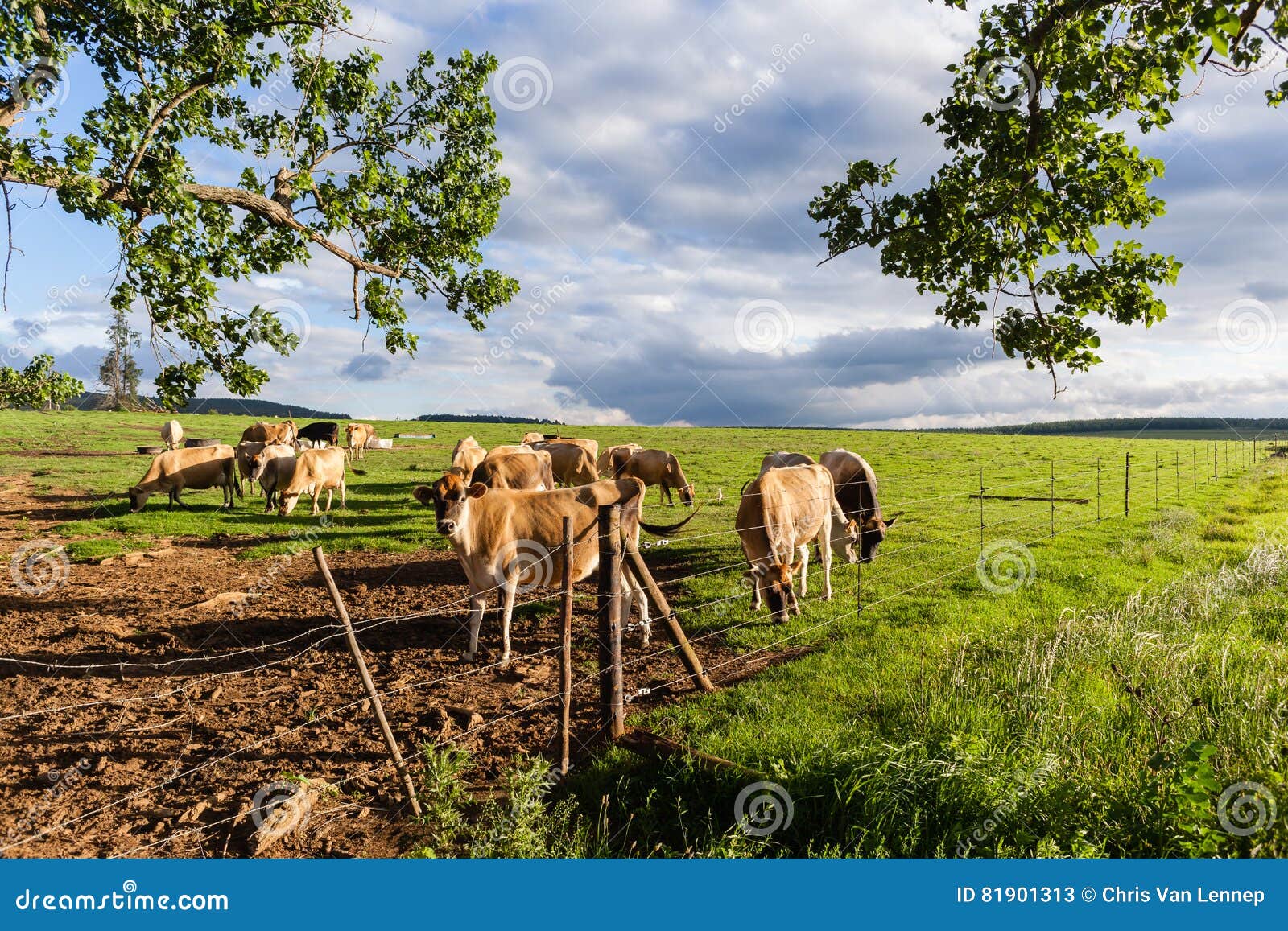 Dairy Farm Cows Landscape stock image. Image of dairy - 81901313