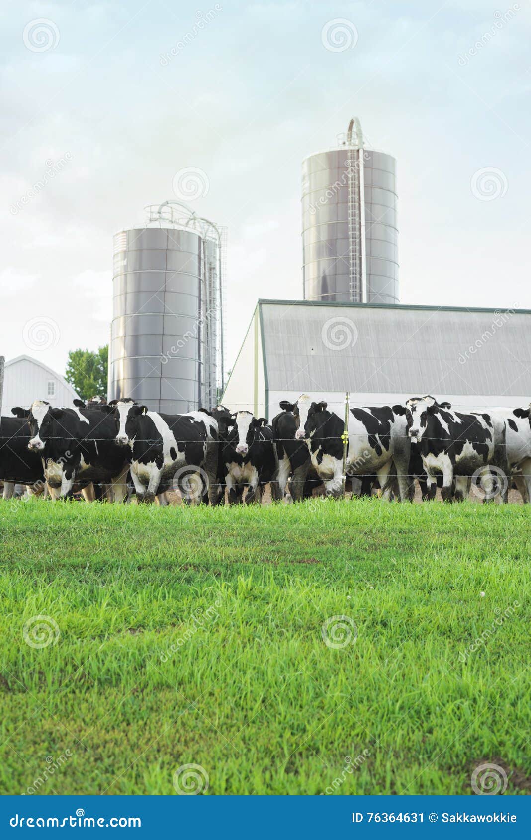 Dairy Farm with Cows Outside during Summer Stock Image - Image of cows ...