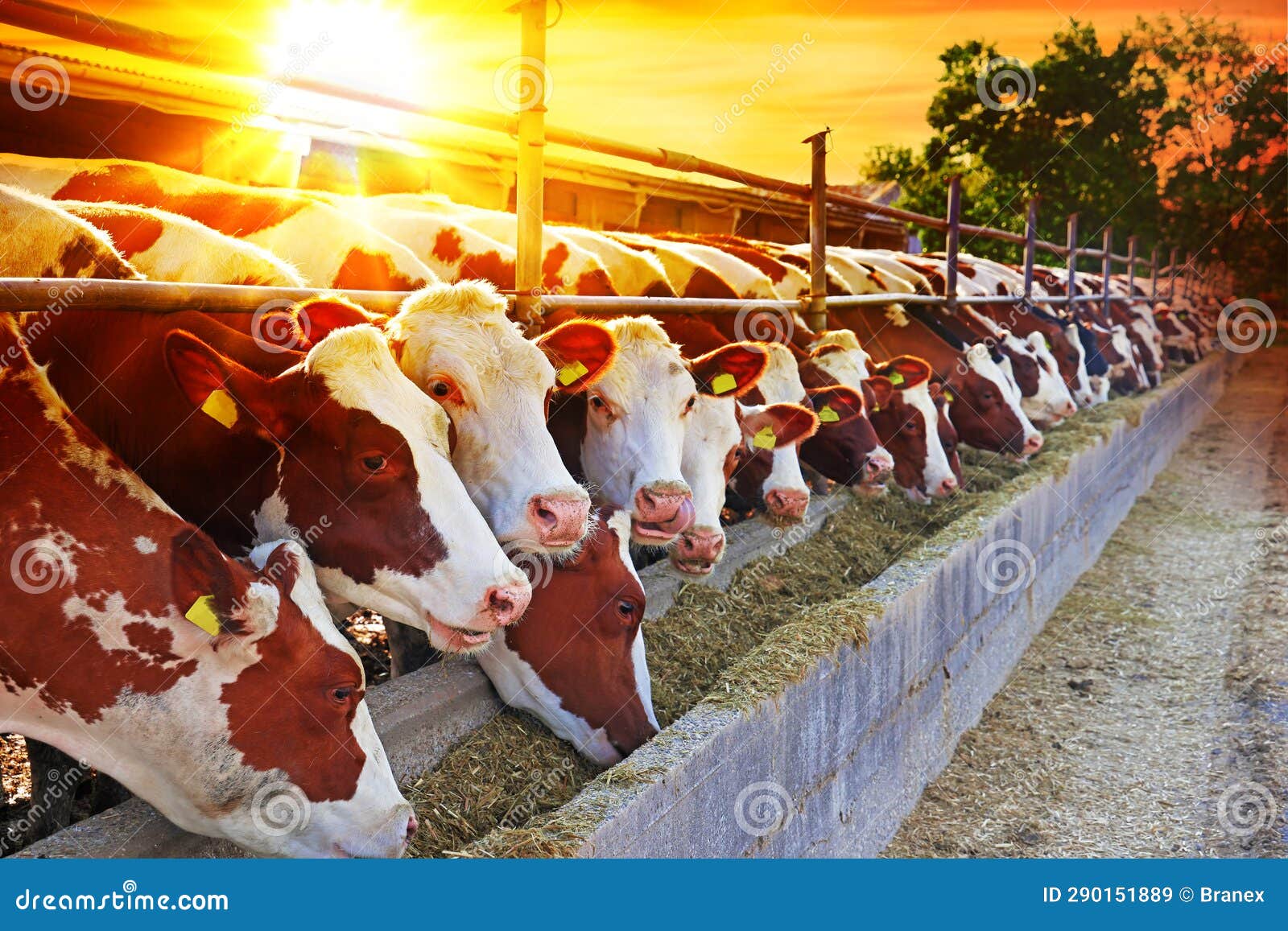 Dairy Farm - Feeding Cows in Outdoor Cowshed at Sunset Stock Image ...