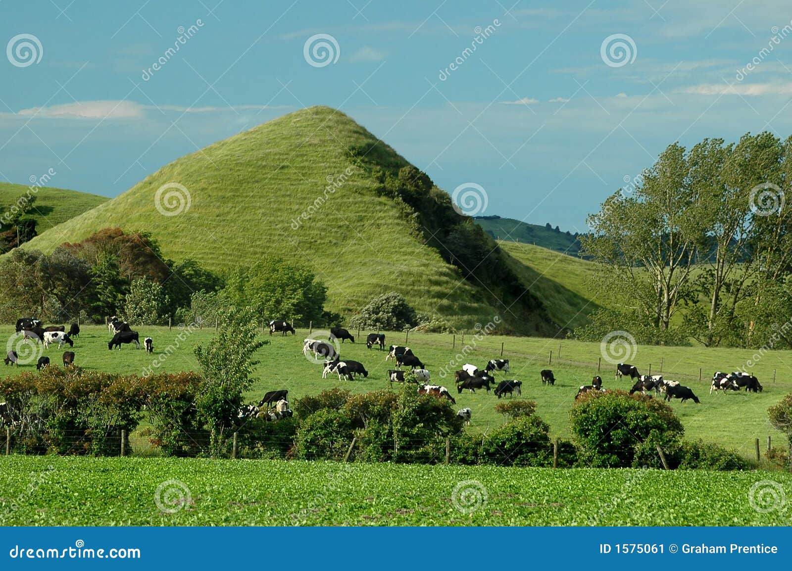 Dairy Farm Scene stock image. Image of milking, graze - 1575061