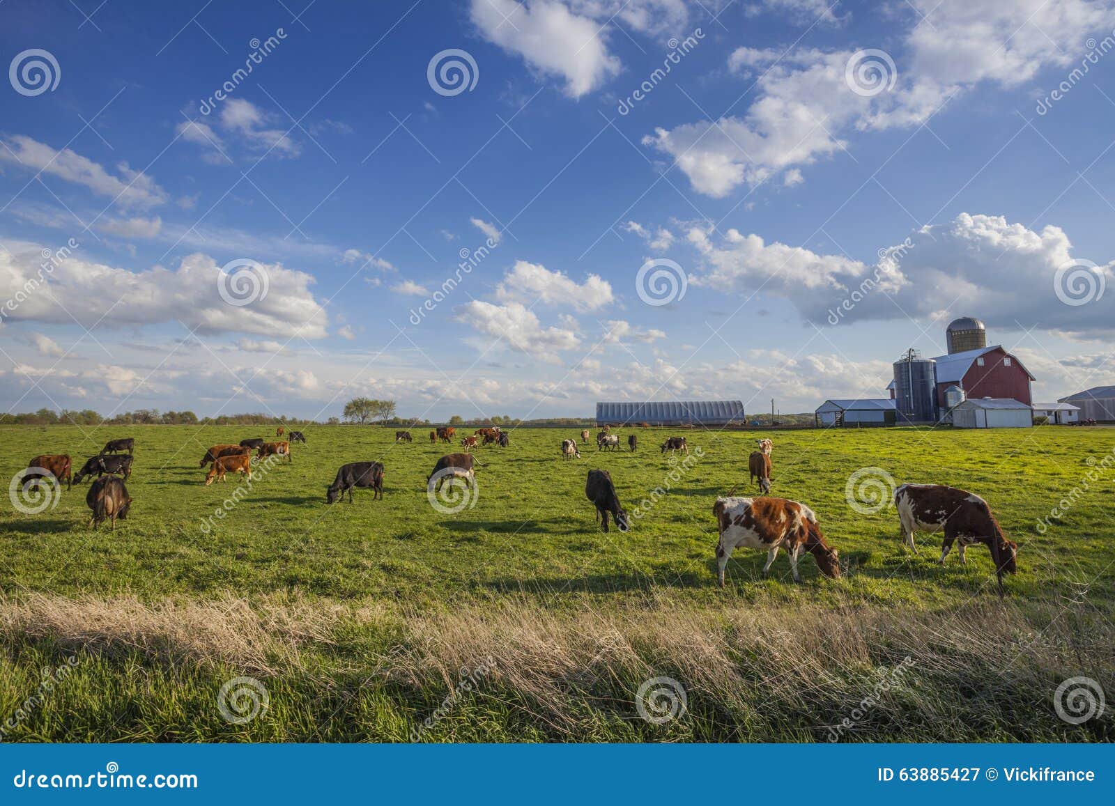 Dairy Farm in spring stock image. Image of milk, barn - 63885427