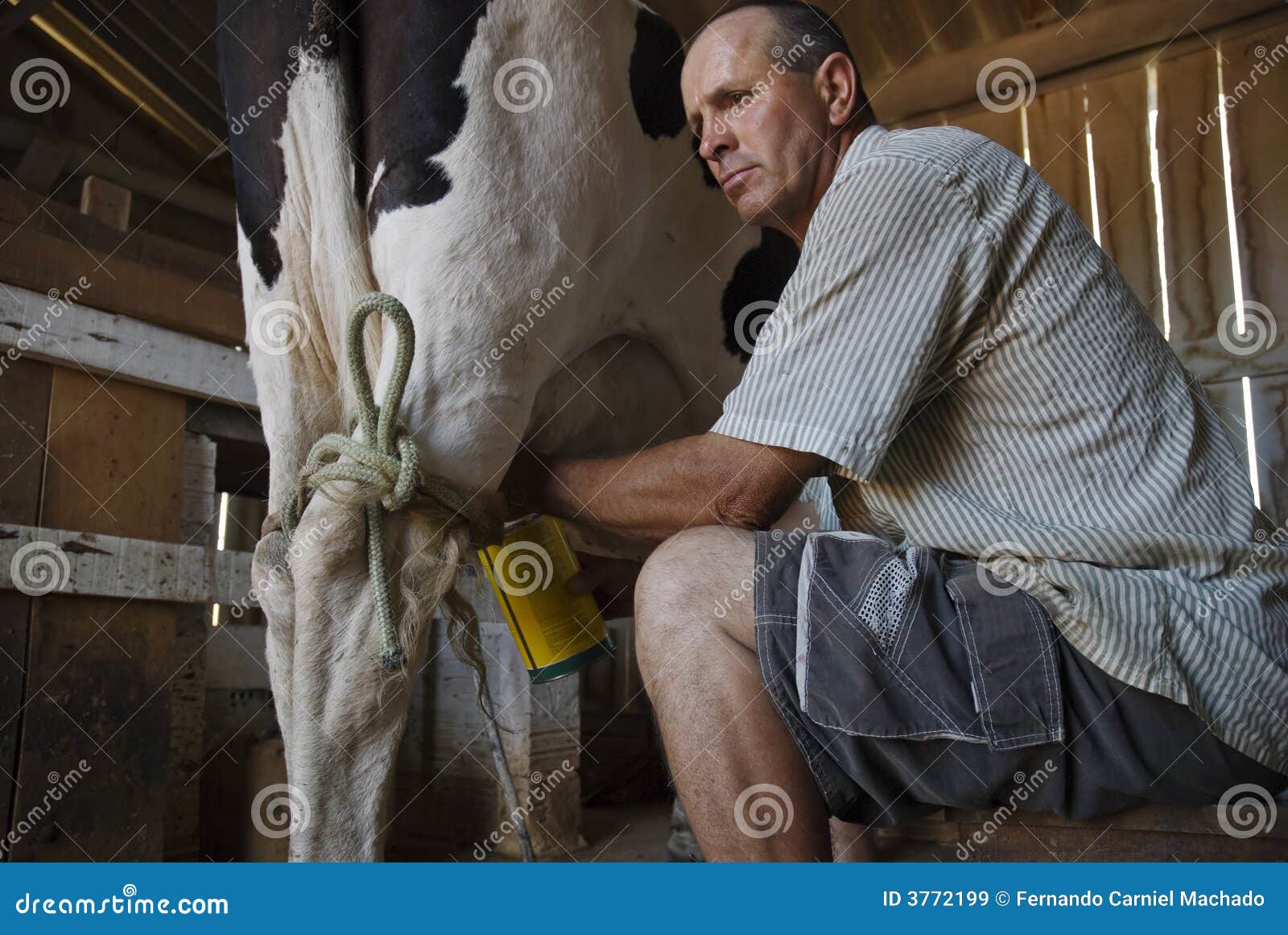 Dairy Farmer Milking a Cow. Stock Image - Image of ruminant, country ...