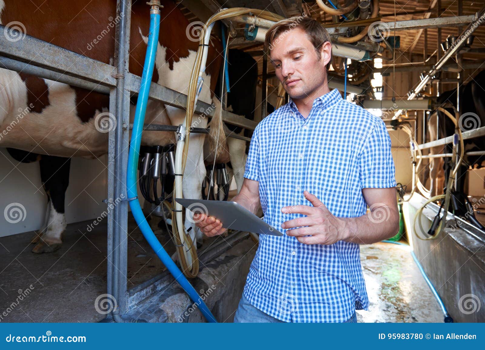 A Dairy Farmer Milking His Cow In His Local Dairy Farm, An Indian ...