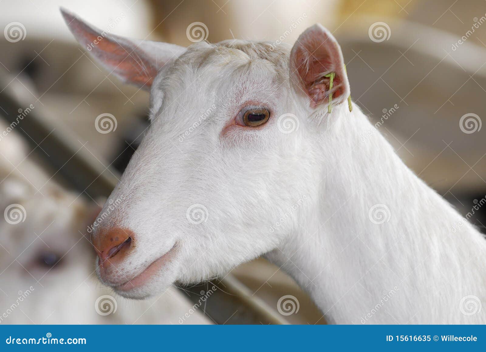 Dairy goat stock image. Image of farming, buck, cute - 15616635