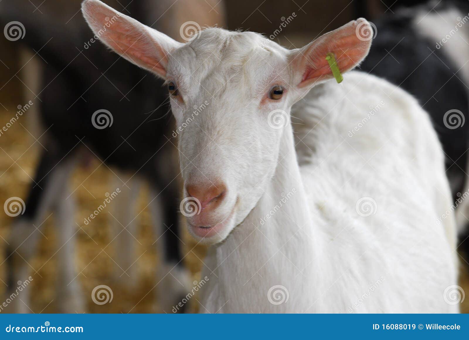 Dairy Goat Royalty-Free Stock Photography | CartoonDealer.com #15595175