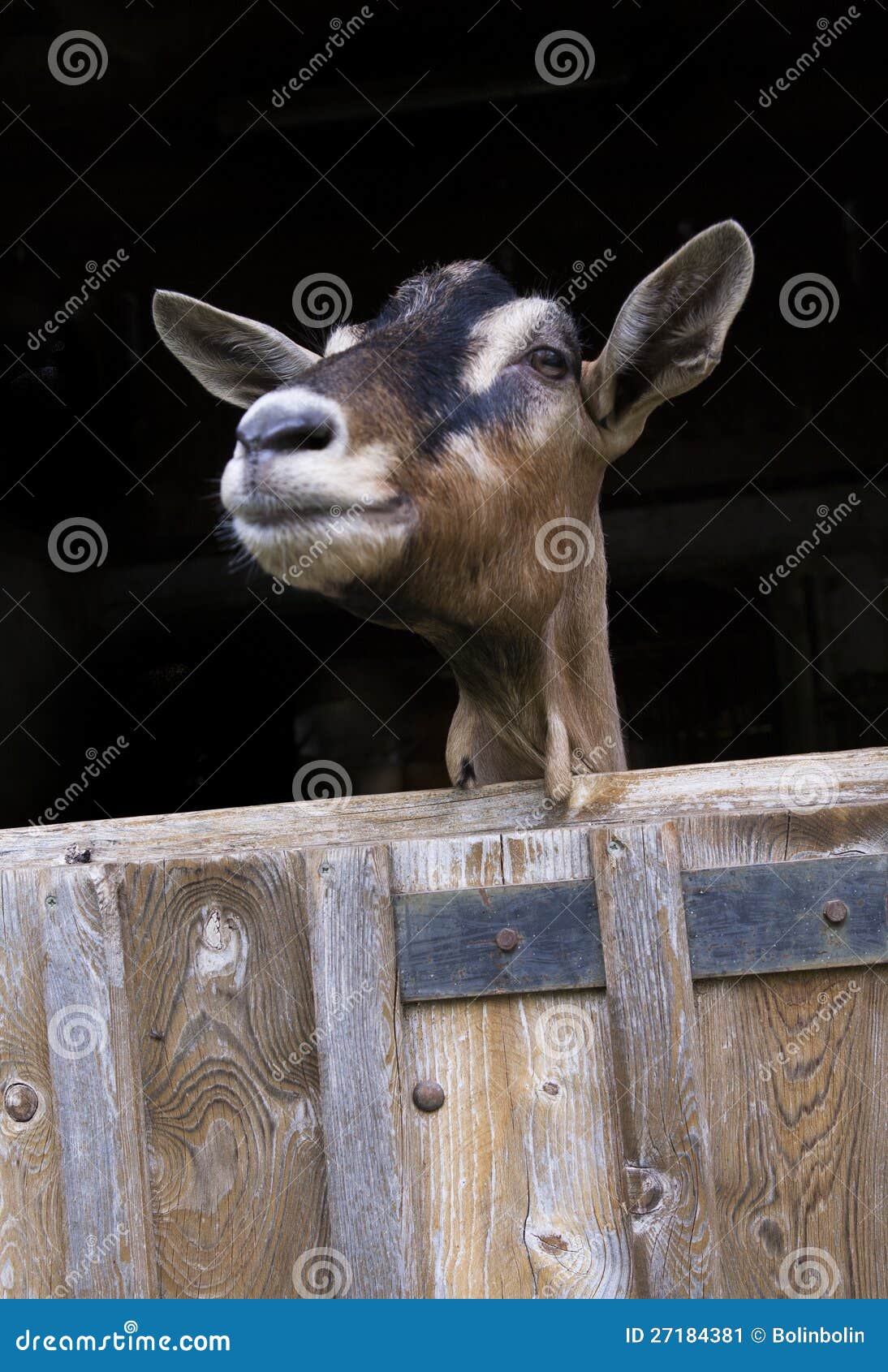 Dairy Goat Side View Of Head Stock Image - Image: 27184381