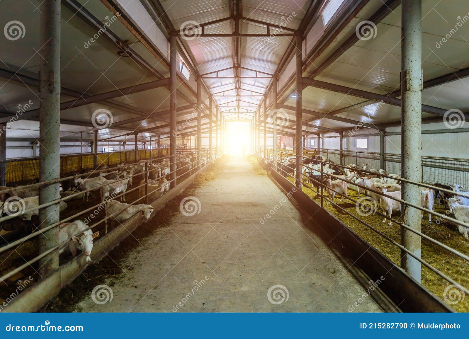 Dairy Goats in Modern Free Livestock Stall Stock Photo - Image of rural ...